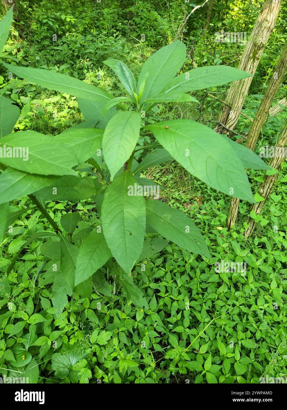 Wingstem (Verbesina alternifolia Stock Photo - Alamy