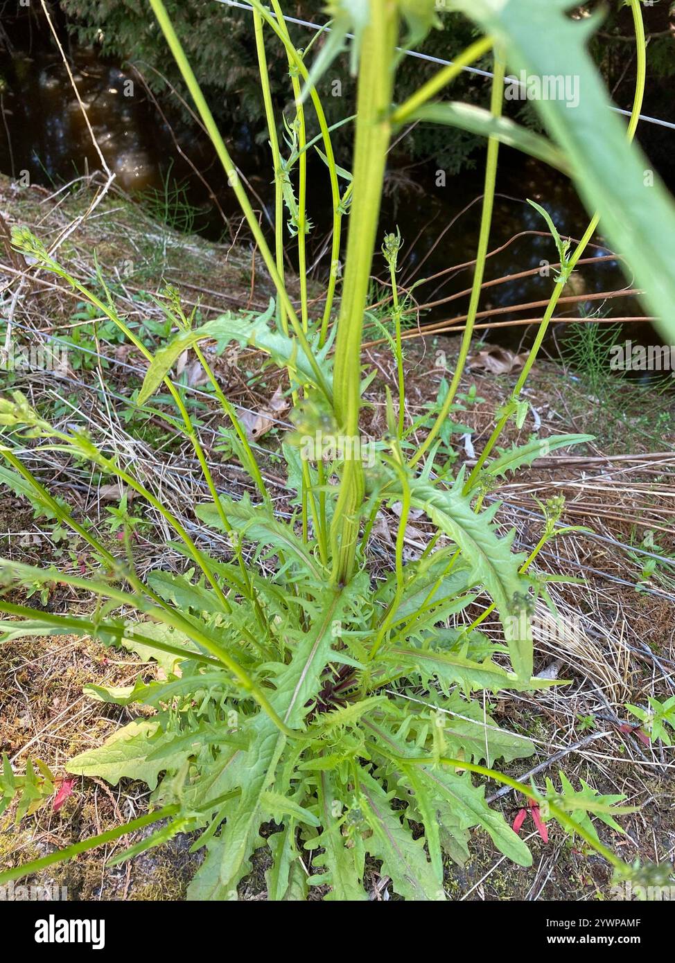 Smooth hawksbeard (Crepis capillaris Stock Photo - Alamy