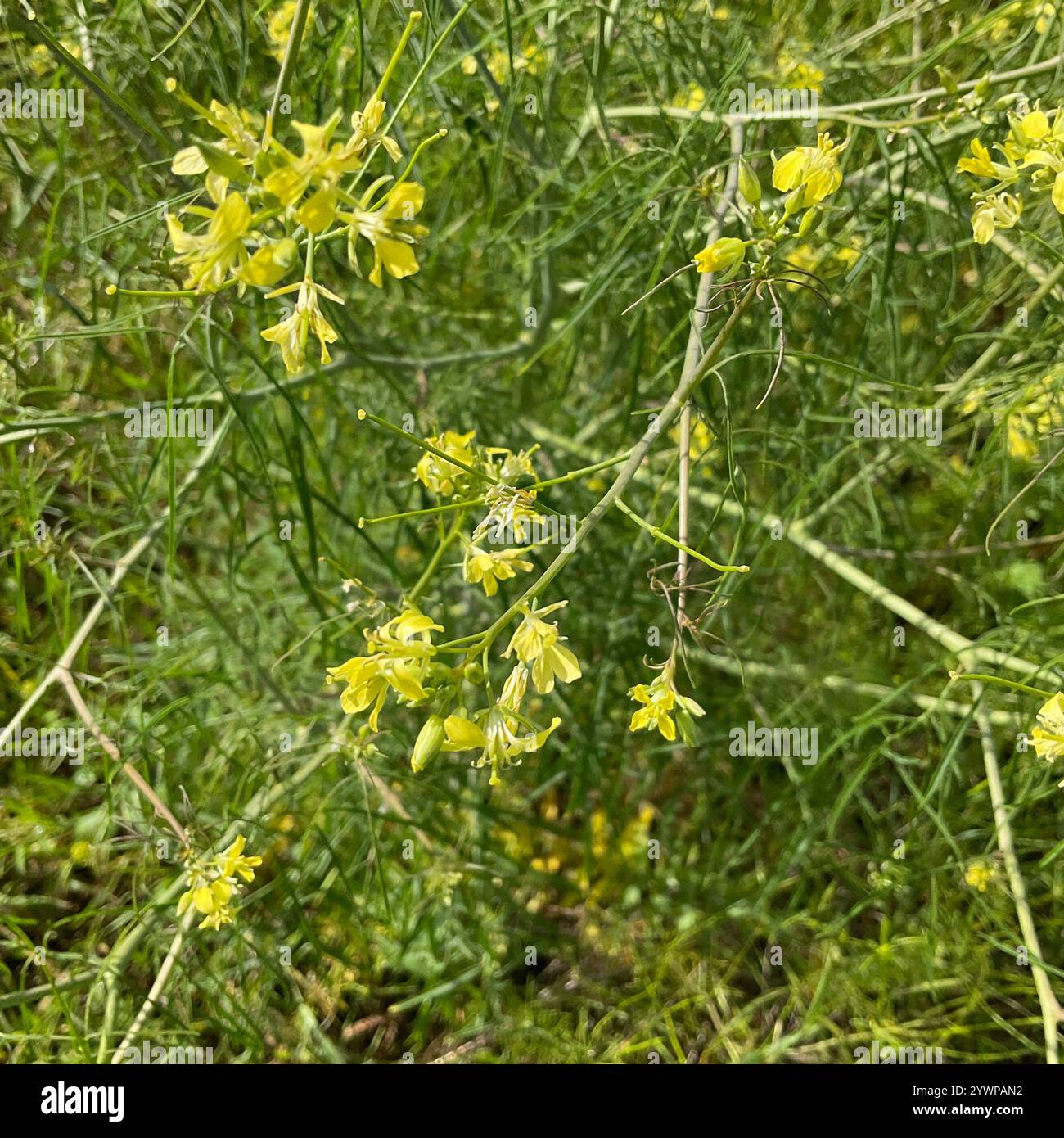 Tall Tumblemustard (Sisymbrium altissimum Stock Photo - Alamy
