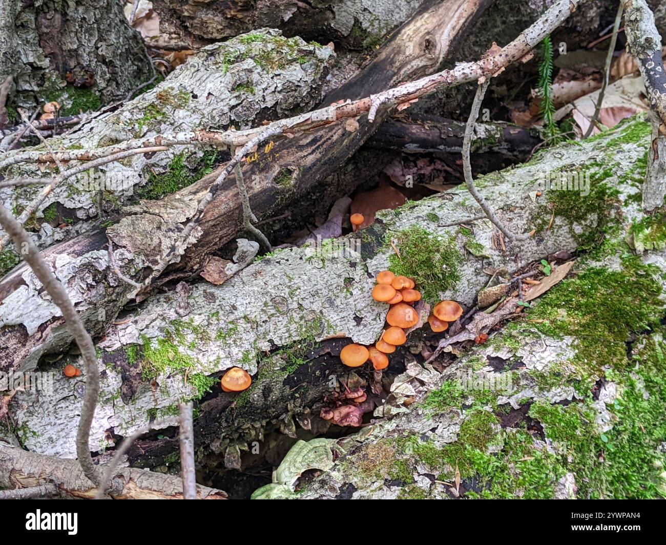 orange mycena (Mycena leaiana Stock Photo - Alamy