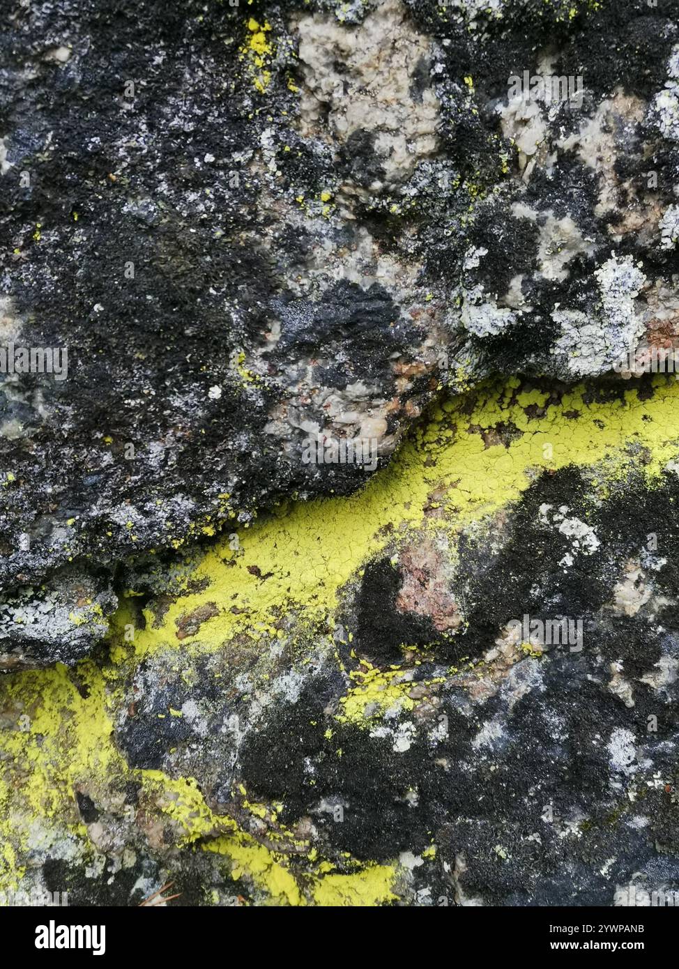 Gold Dust Lichens (Chrysothrix Stock Photo - Alamy