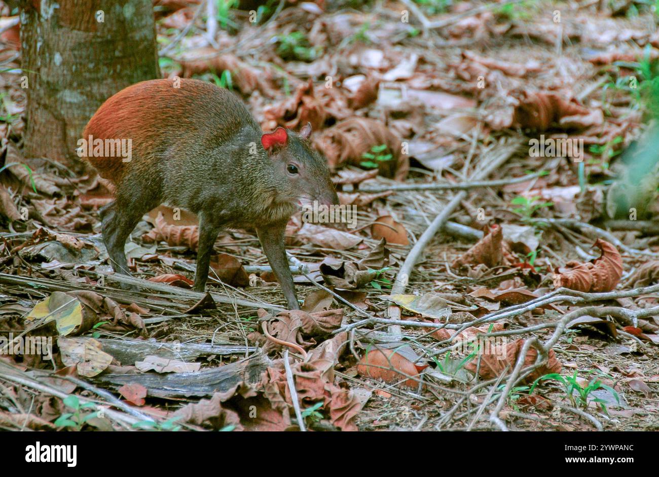 Red-rumped Agouti (Dasyprocta leporina Stock Photo - Alamy