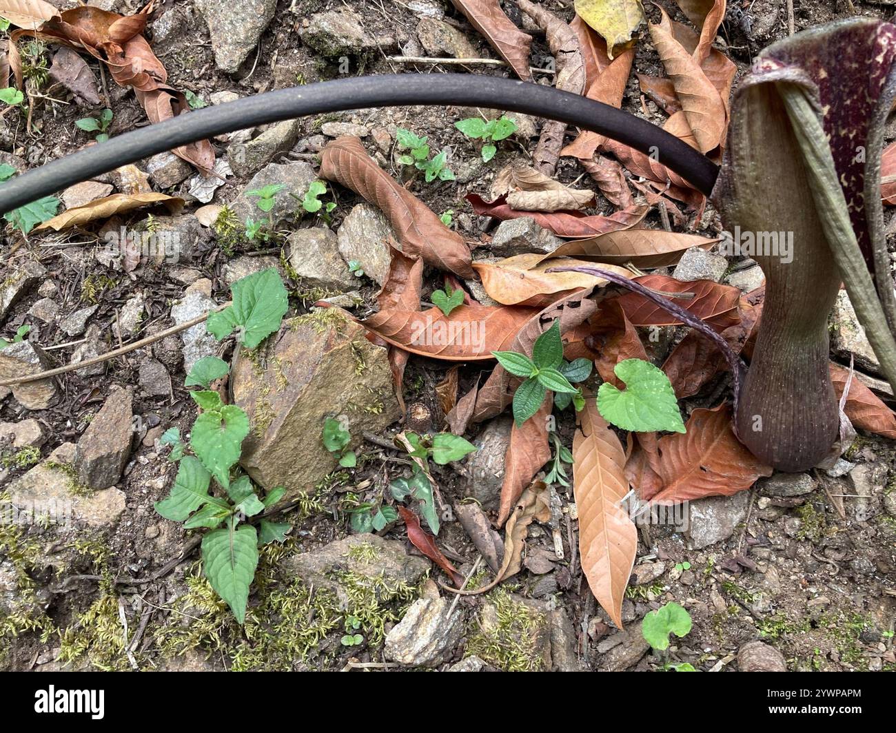 Sauromatum venosum hi-res stock photography and images - Alamy
