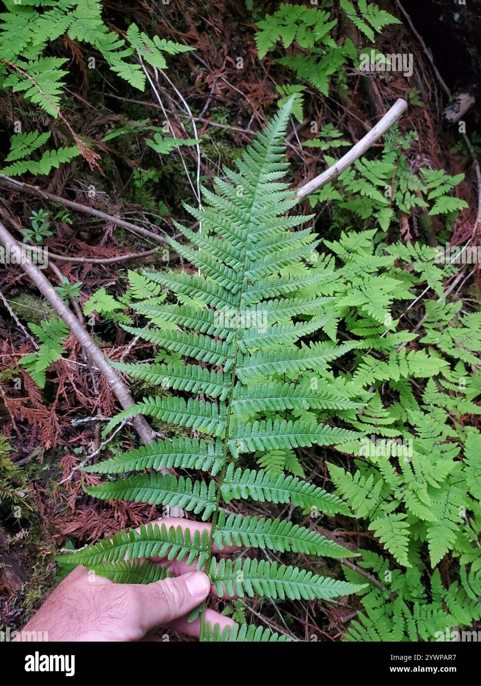 male fern (Dryopteris filix-mas Stock Photo - Alamy