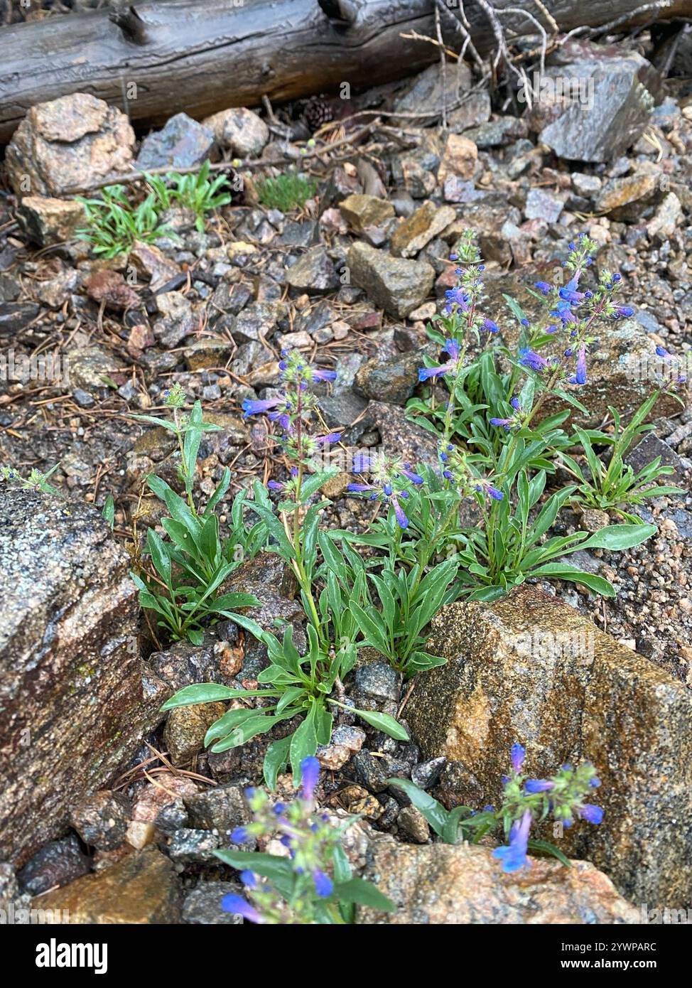 Front Range Beardtongue (Penstemon virens Stock Photo - Alamy