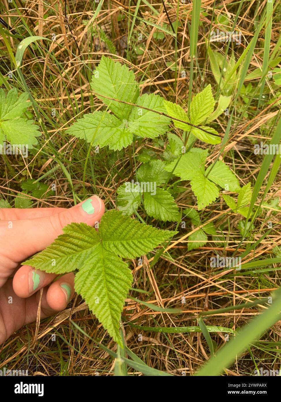 dwarf raspberry (Rubus pubescens Stock Photo - Alamy