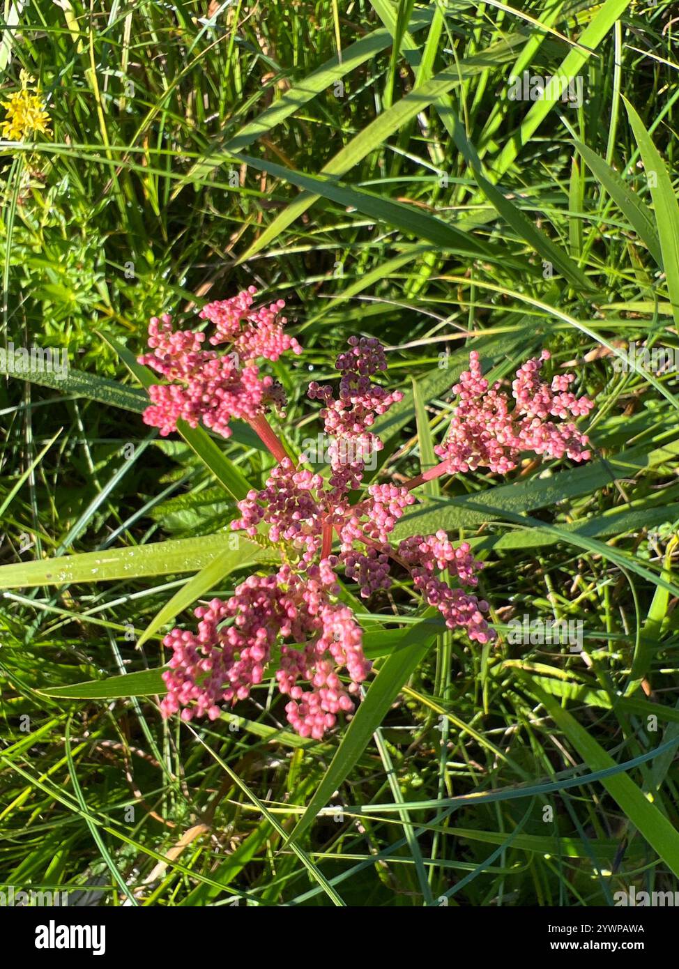 queen of the prairie (Filipendula rubra Stock Photo - Alamy