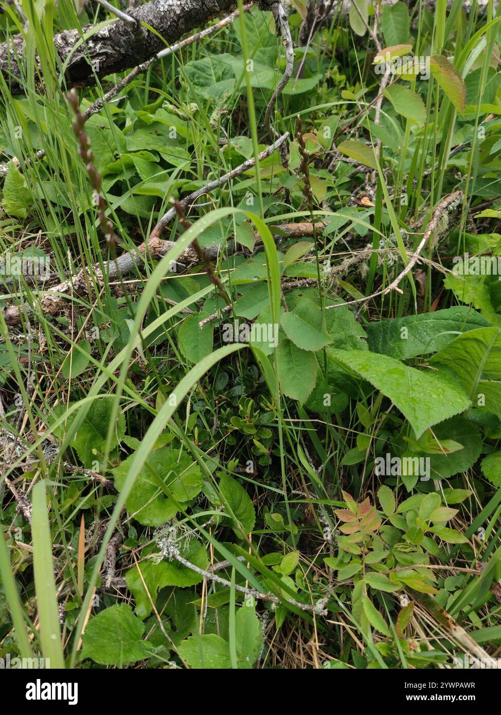 White-grained Mountain-ricegrass (Oryzopsis asperifolia Stock Photo - Alamy