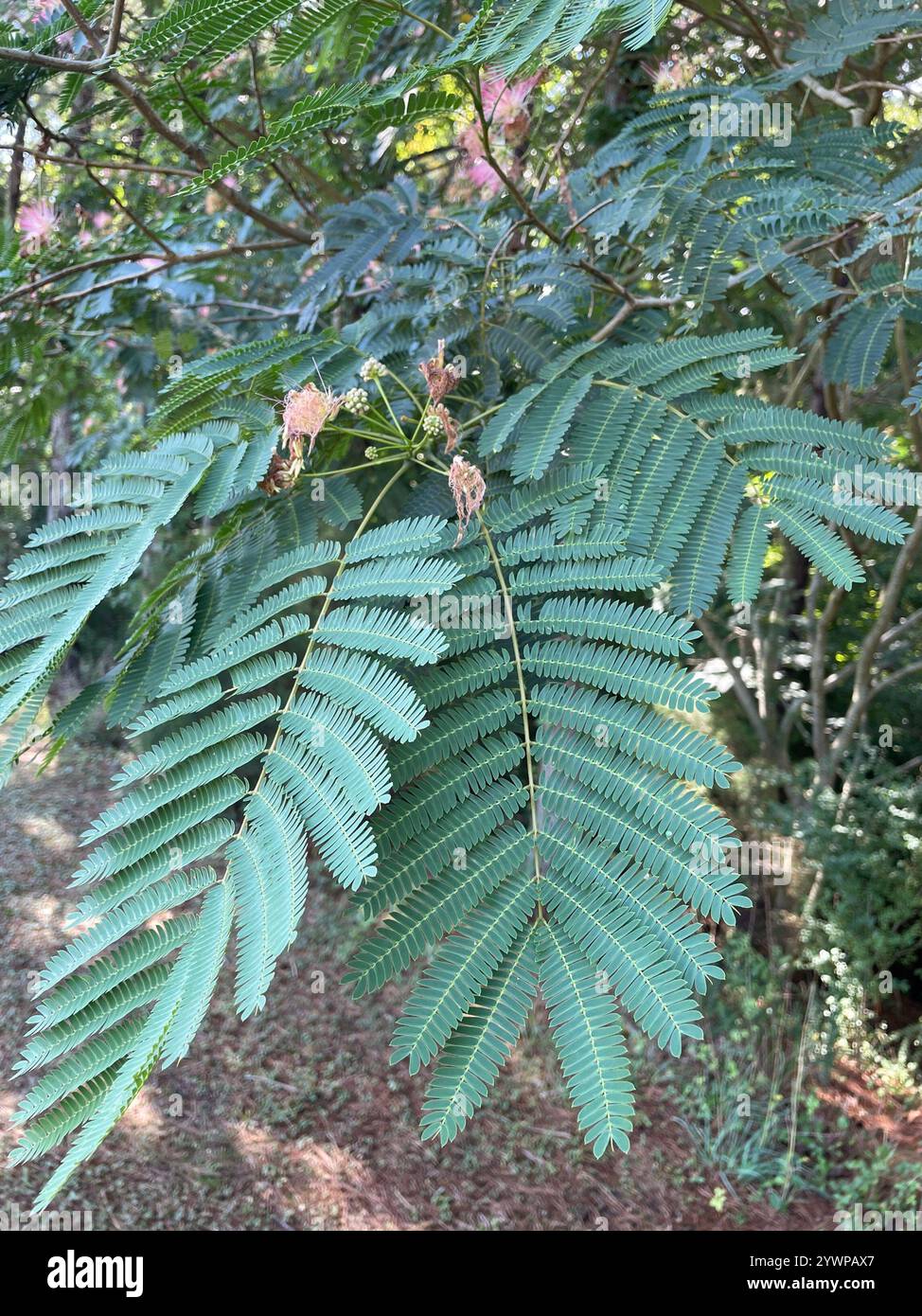 Persian silk tree (Albizia julibrissin Stock Photo - Alamy
