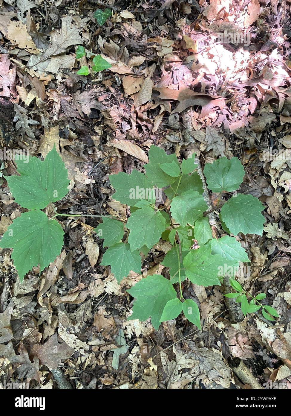 mapleleaf viburnum (Viburnum acerifolium Stock Photo - Alamy