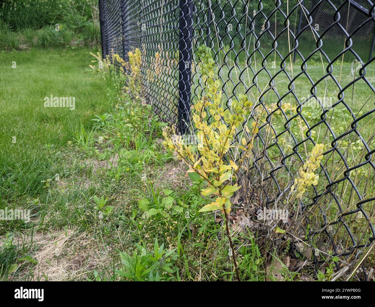 field penny-cress (Thlaspi arvense Stock Photo - Alamy