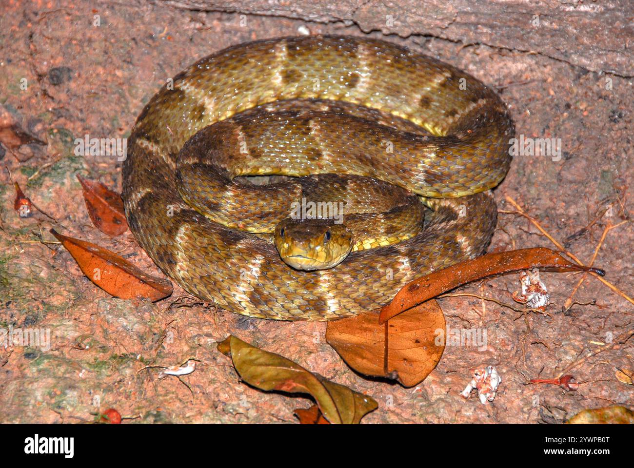 Common Lancehead (Bothrops atrox Stock Photo - Alamy