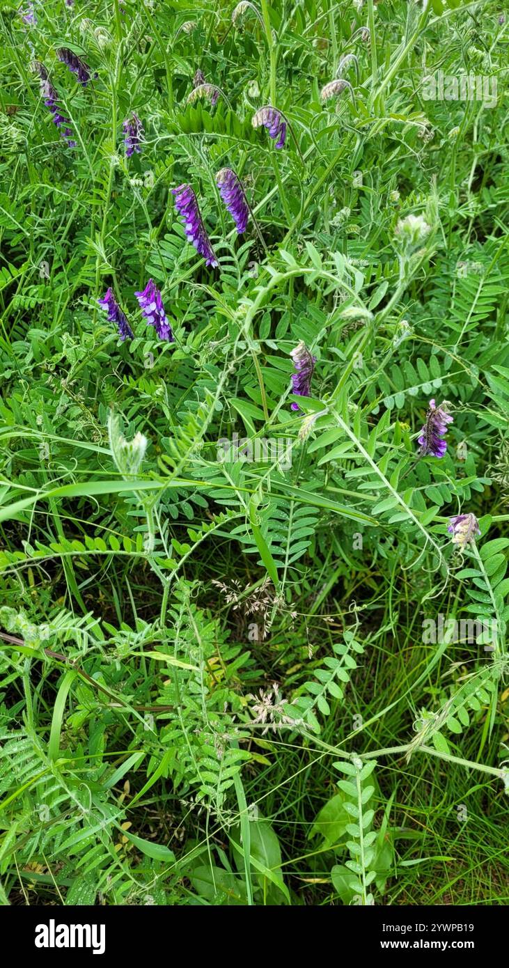 hairy vetch (Vicia villosa Stock Photo - Alamy