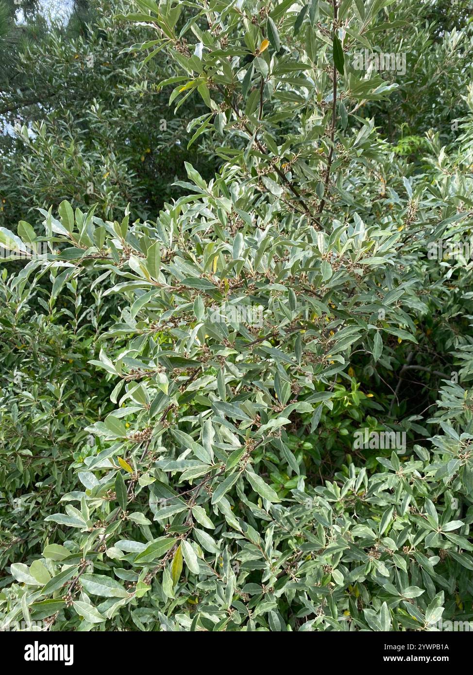autumn olive (Elaeagnus umbellata Stock Photo - Alamy