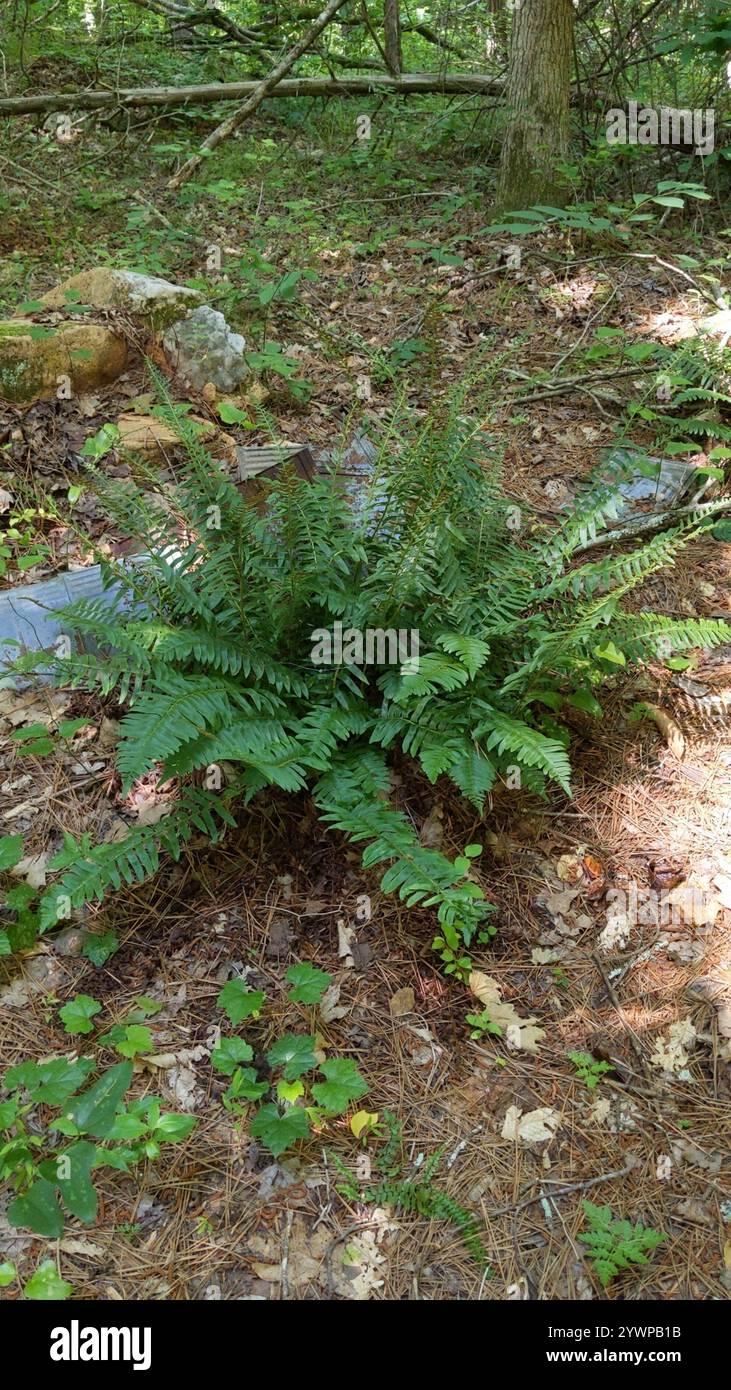 Christmas fern (Polystichum acrostichoides Stock Photo - Alamy
