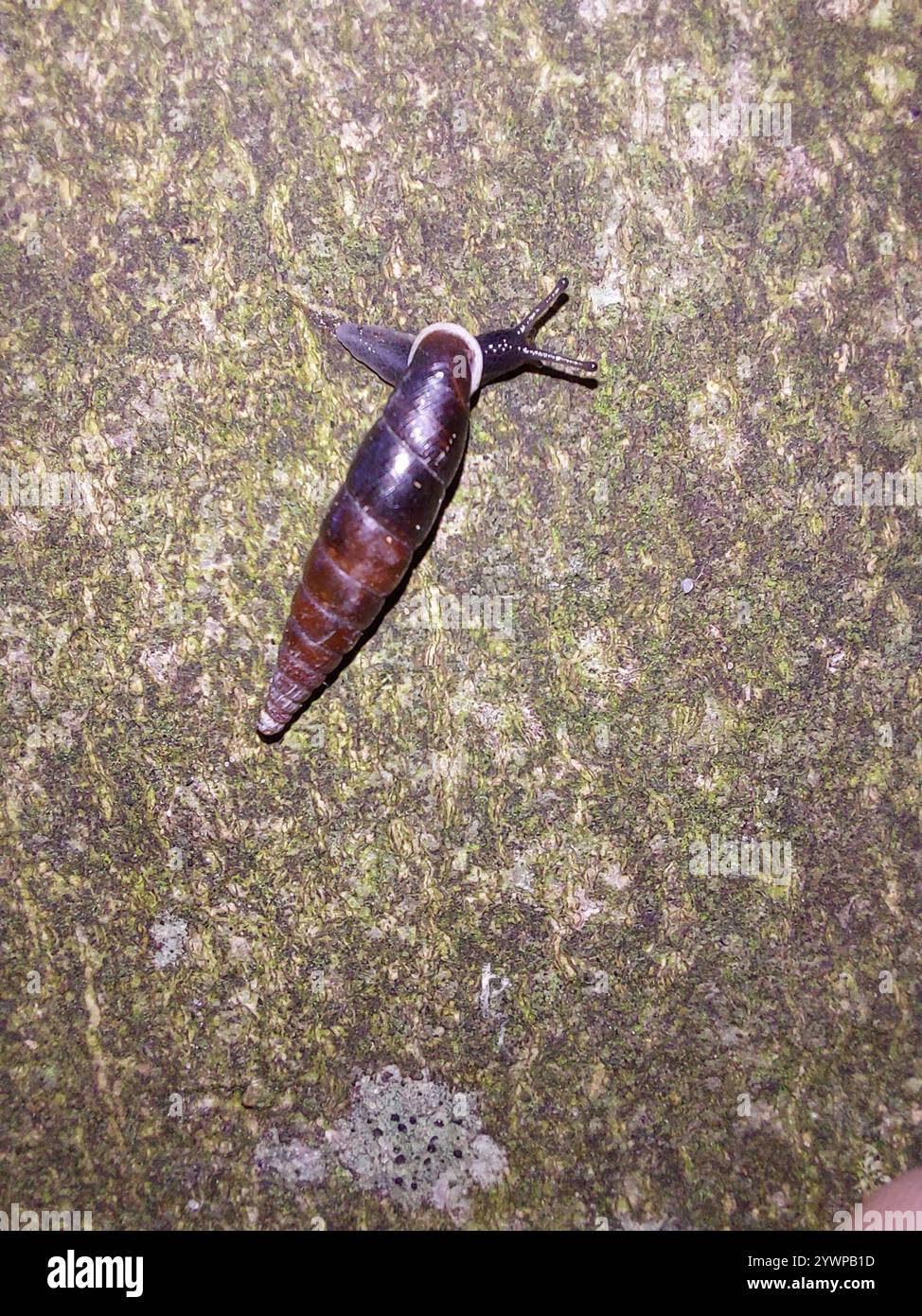 Plaited Door-snail (Cochlodina laminata Stock Photo - Alamy