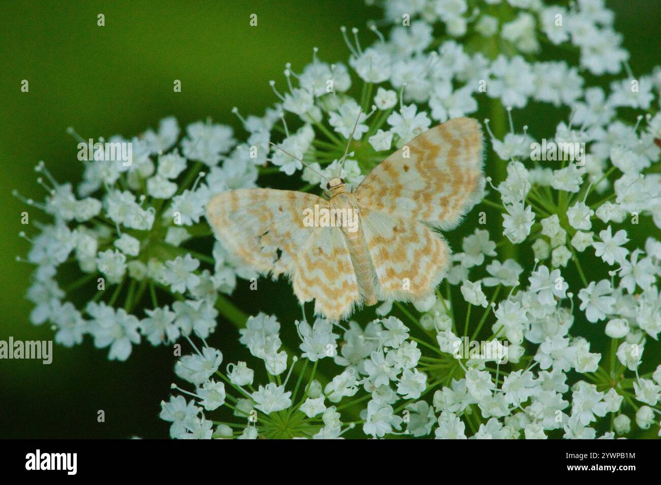 Hydrelia hi-res stock photography and images - Alamy