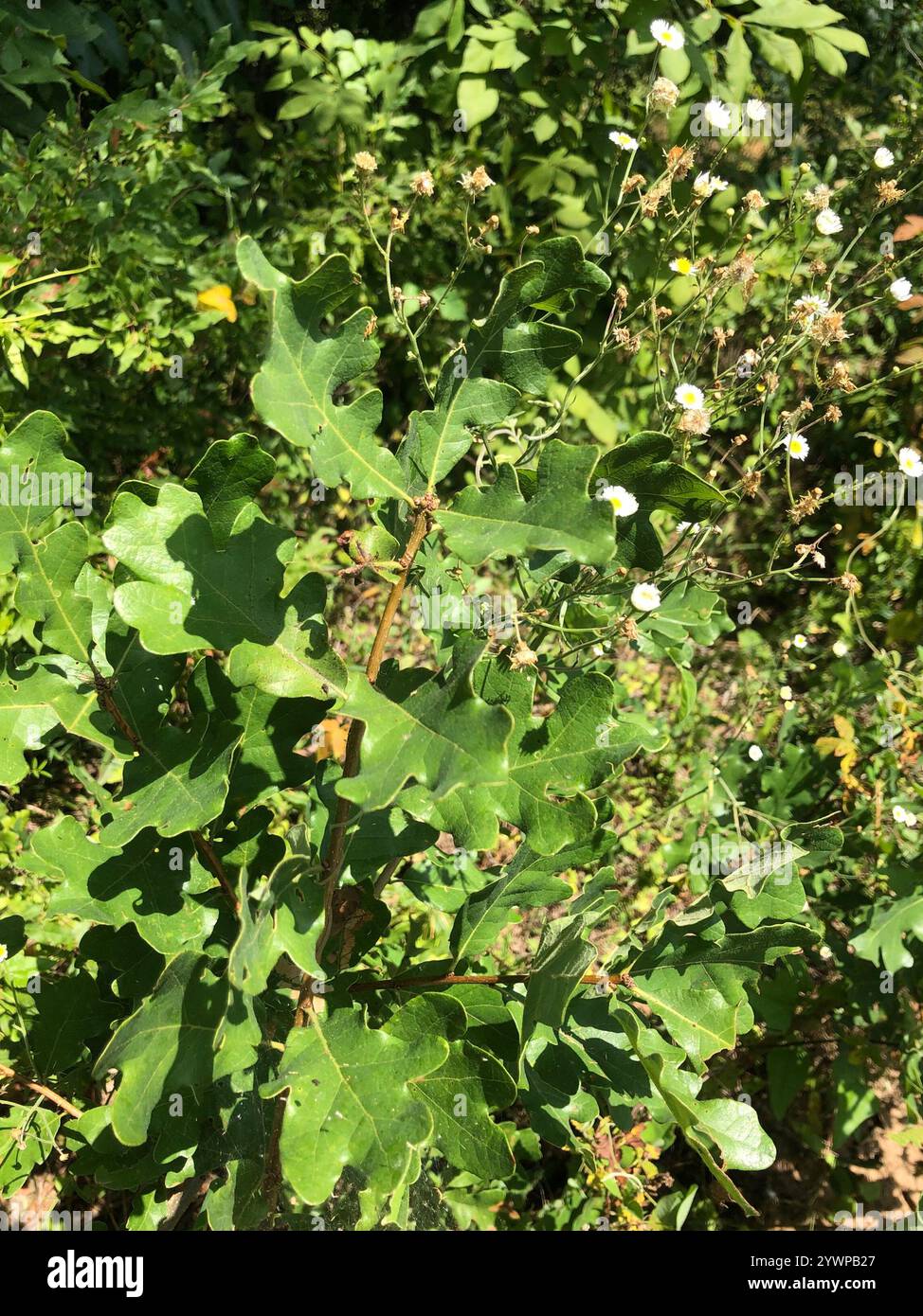 sand post oak (Quercus margaretiae Stock Photo - Alamy
