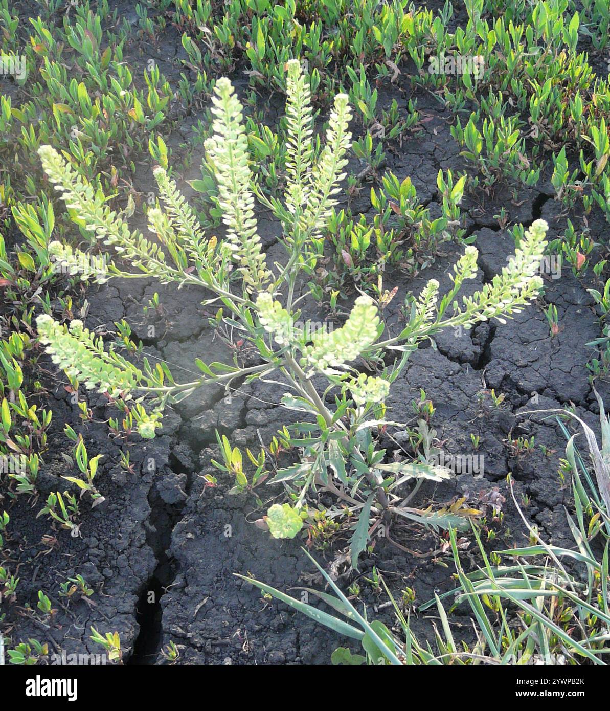 Common Peppergrass (Lepidium densiflorum Stock Photo - Alamy