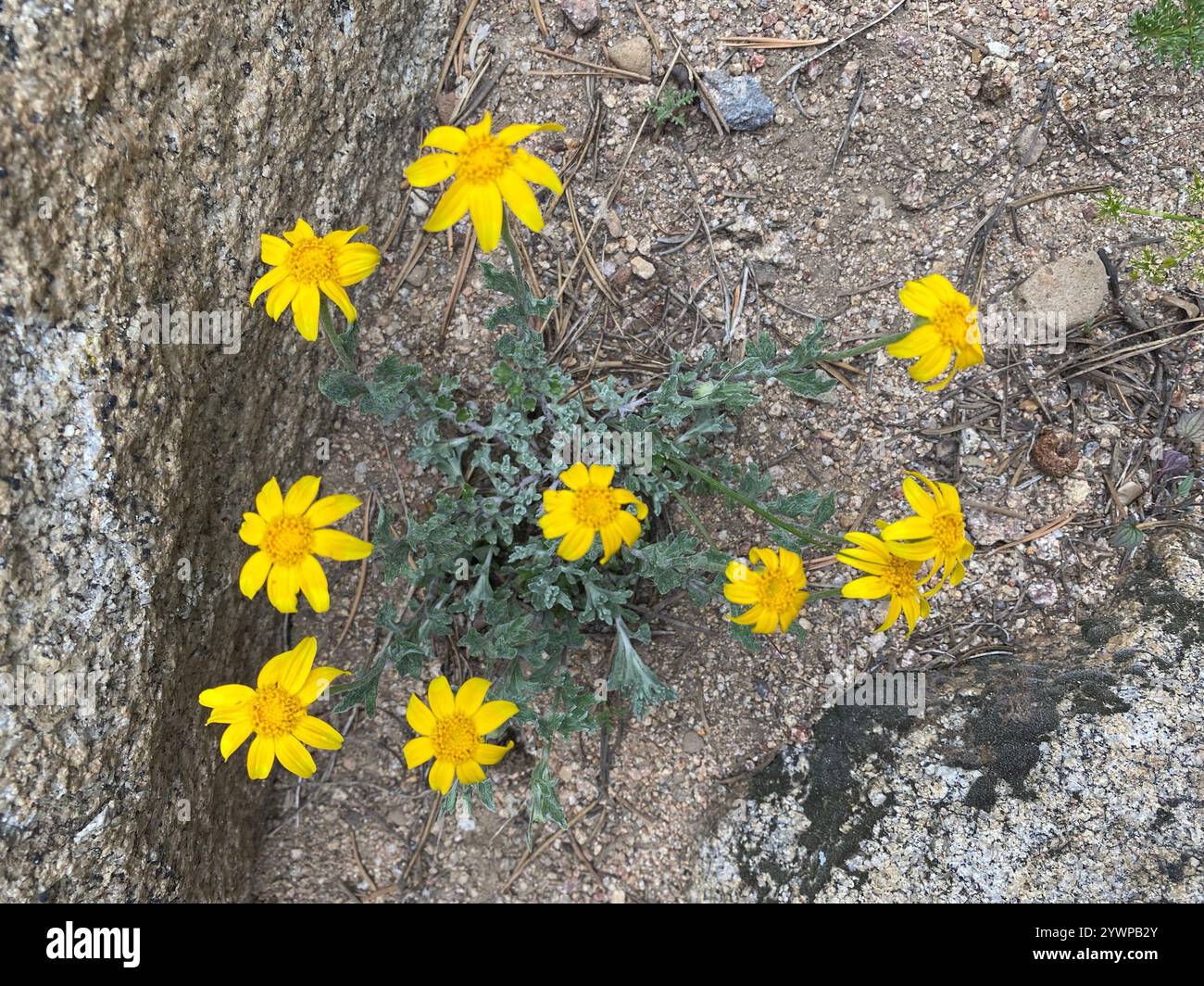 common woolly sunflower (Eriophyllum lanatum Stock Photo - Alamy