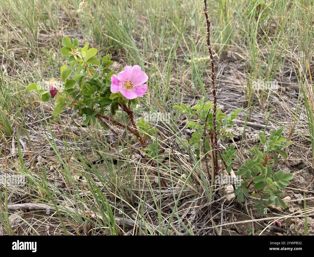 Prickly Wild Rose (Rosa acicularis Stock Photo - Alamy