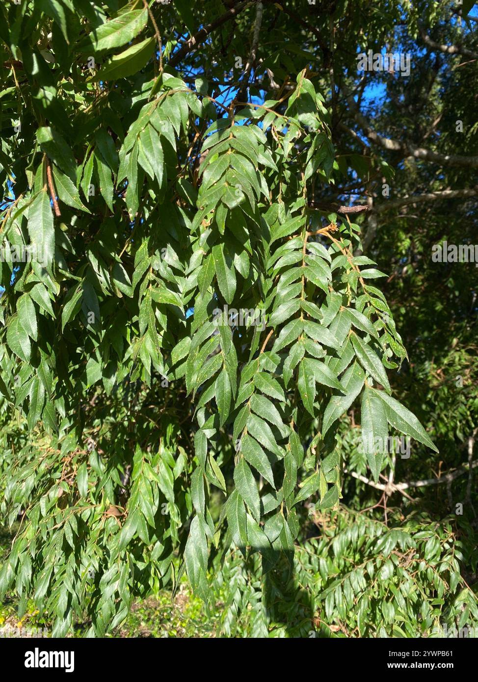 Fern Top (Jagera pseudorhus Stock Photo - Alamy