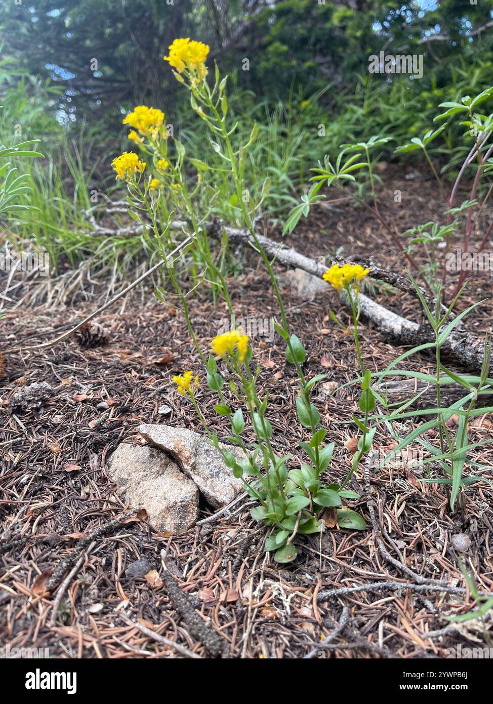 mustard family (Brassicaceae Stock Photo - Alamy