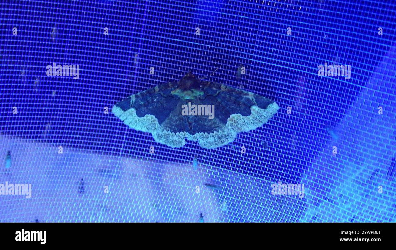 Horrid Zale Moth (Zale horrida Stock Photo - Alamy