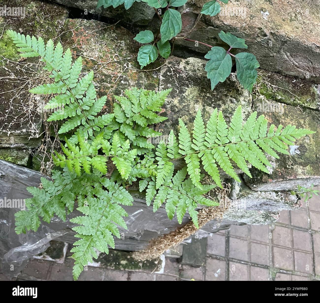 male fern (Dryopteris filix-mas Stock Photo - Alamy