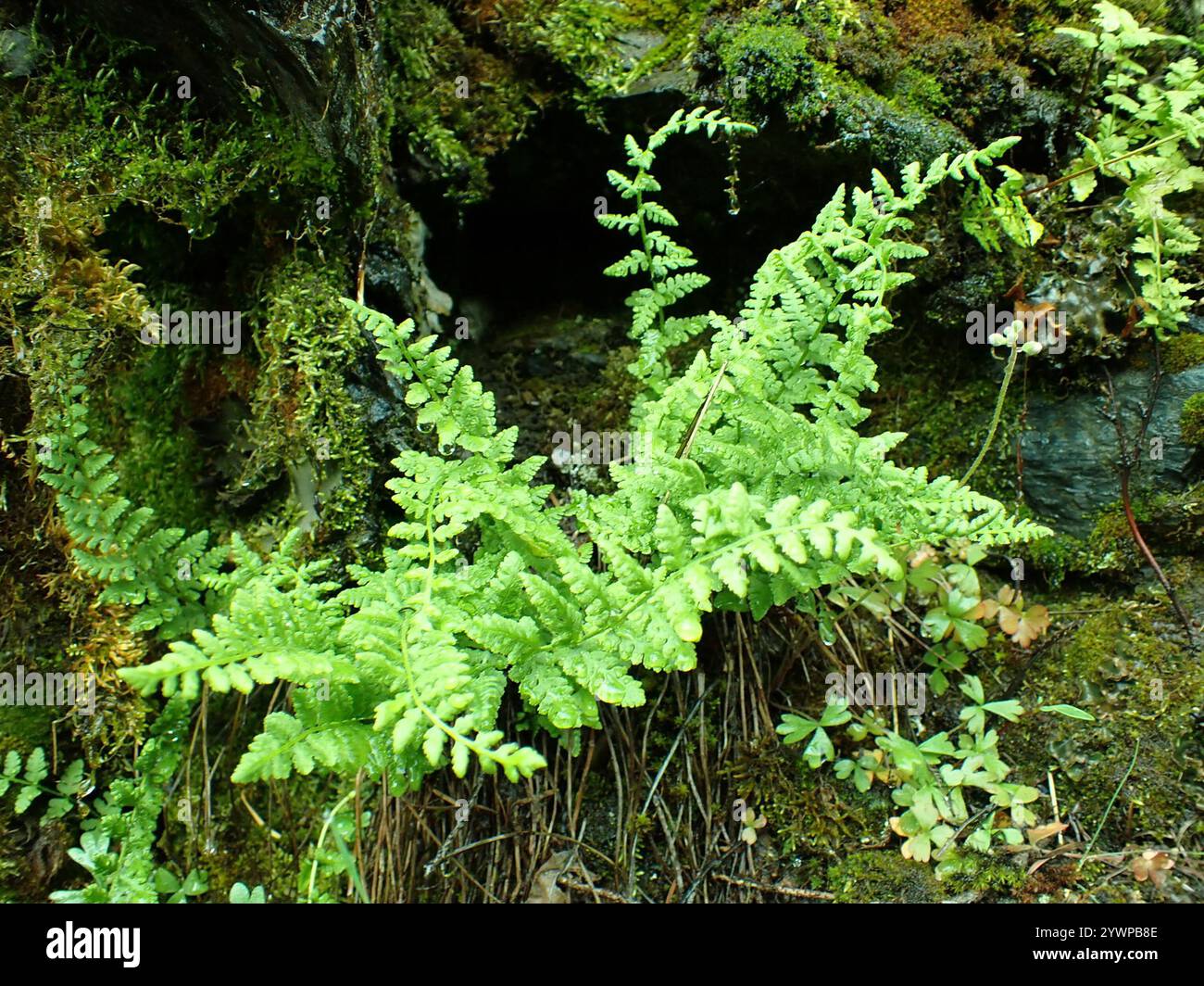 brittle bladderfern (Cystopteris fragilis Stock Photo - Alamy