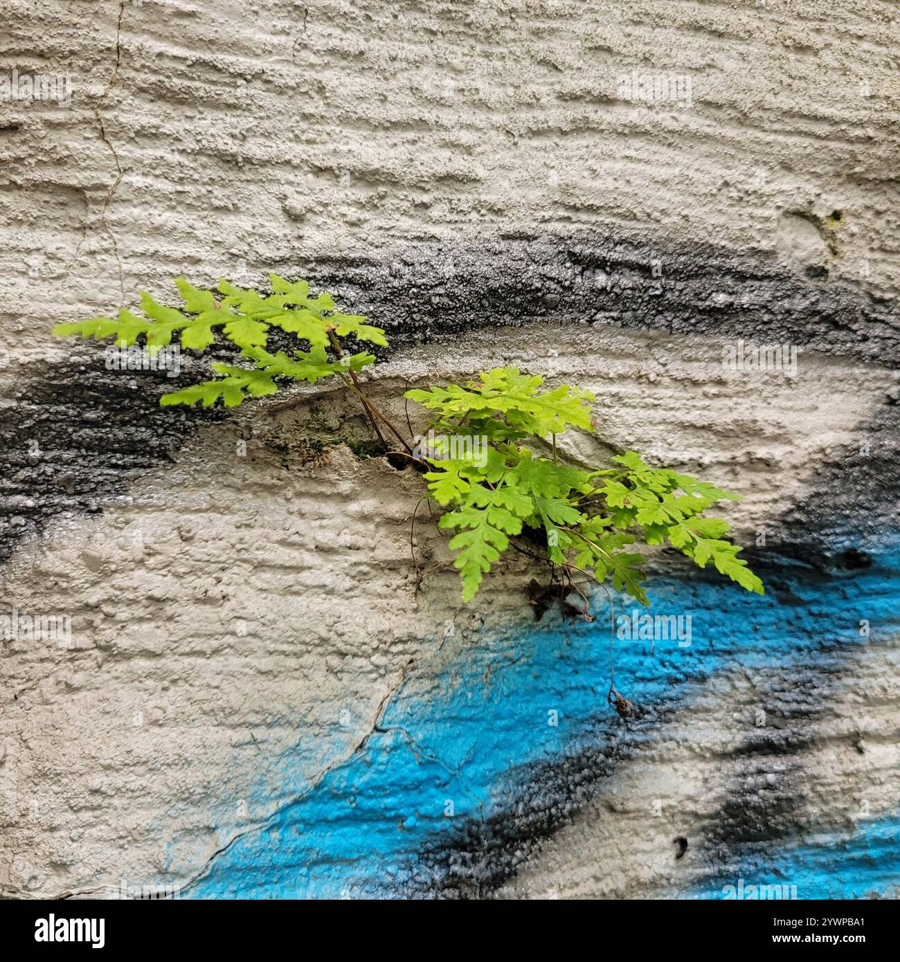 fragile ferns (Cystopteris Stock Photo - Alamy