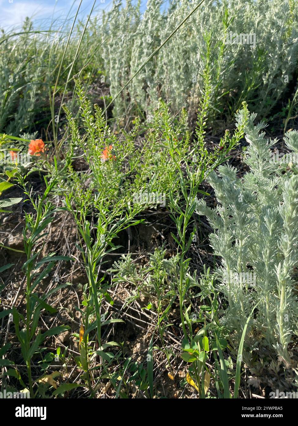 Common Peppergrass (Lepidium densiflorum Stock Photo - Alamy