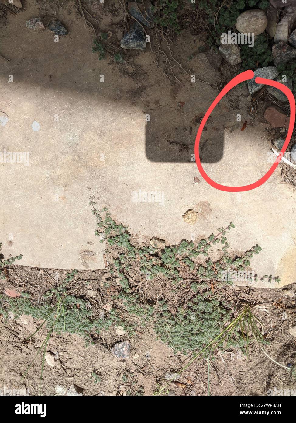 Ants, Bees, Wasps, and Sawflies (Hymenoptera Stock Photo - Alamy