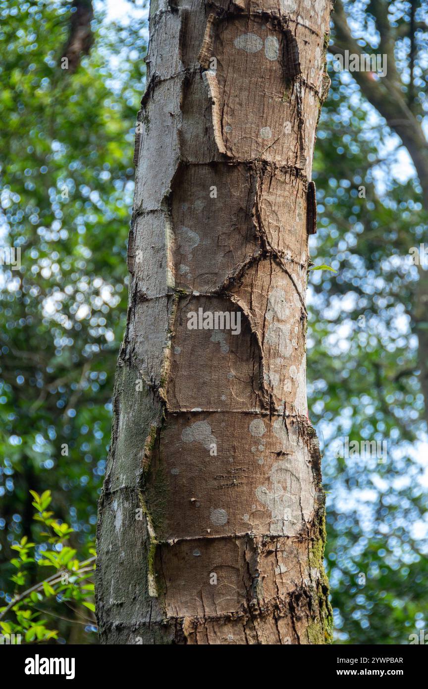 Piptadenia hi-res stock photography and images - Alamy