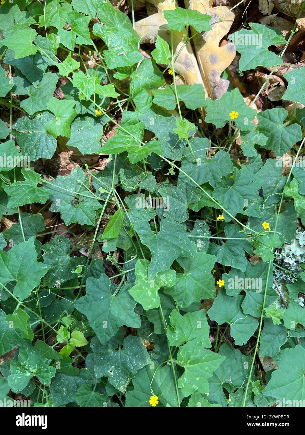 creeping cucumber (Melothria pendula Stock Photo - Alamy