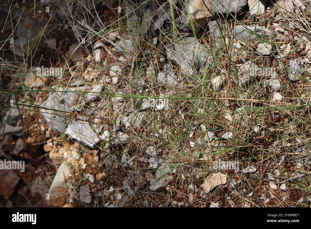 Mediterranean False-brome (Brachypodium retusum Stock Photo - Alamy