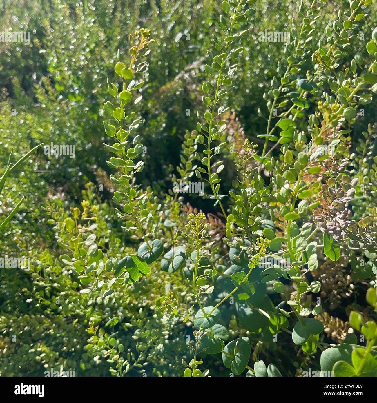 clasping pepperweed (Lepidium perfoliatum Stock Photo - Alamy