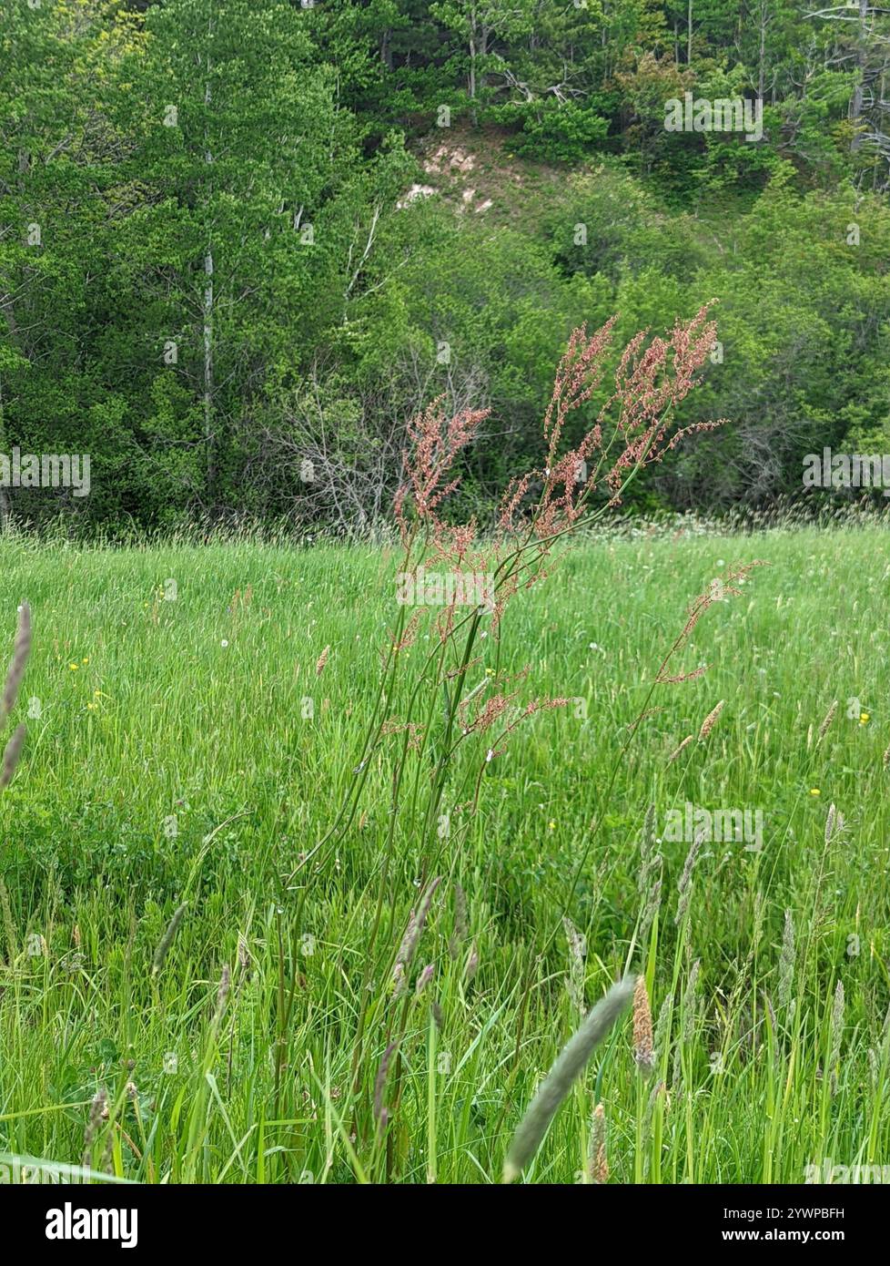 Common Sorrel (Rumex acetosa Stock Photo - Alamy