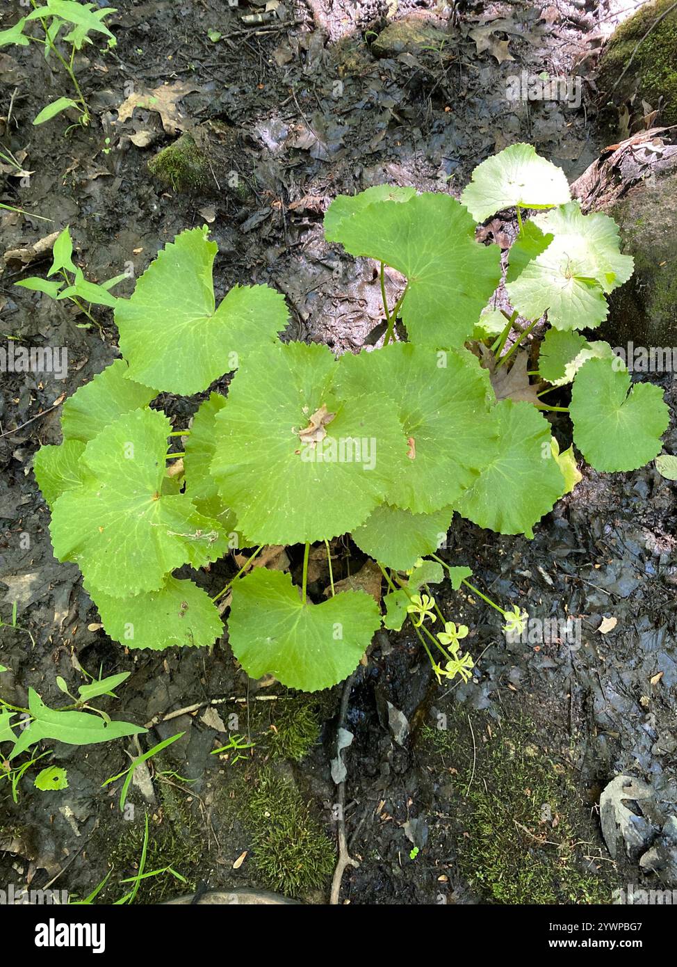 marsh marigold (Caltha palustris Stock Photo - Alamy