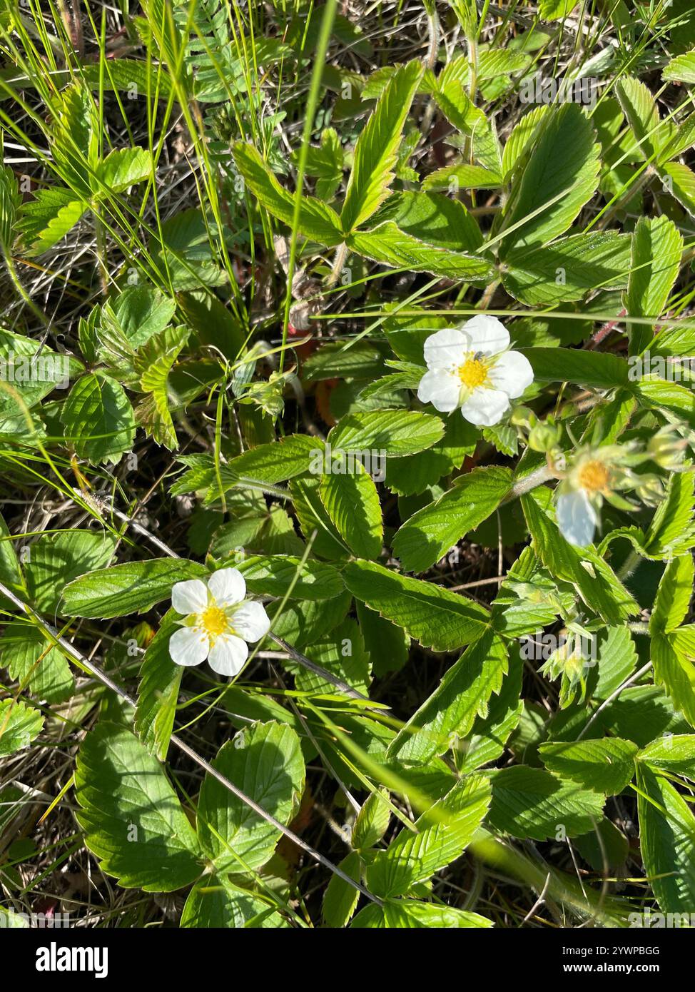 green strawberry (Fragaria viridis Stock Photo - Alamy