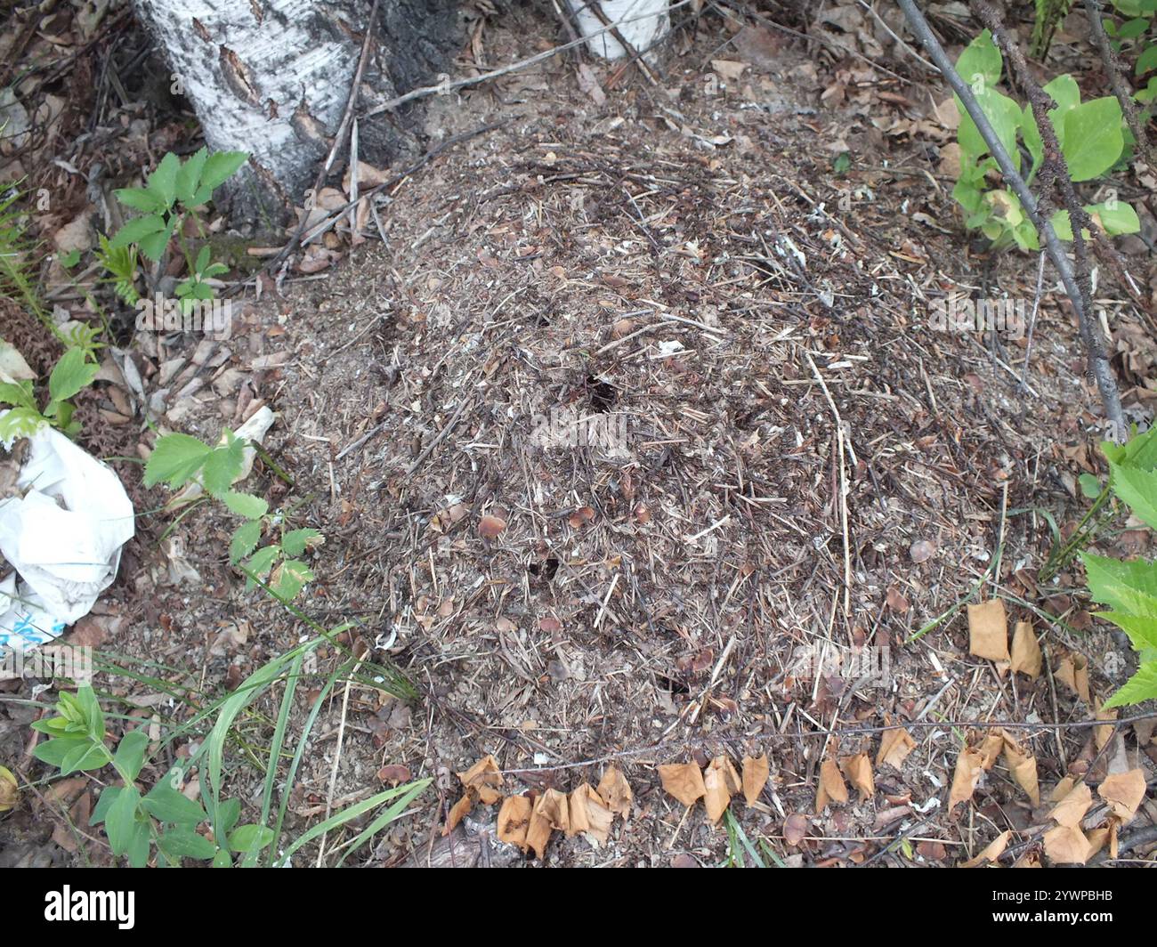 Southern Wood Ant (Formica rufa Stock Photo - Alamy