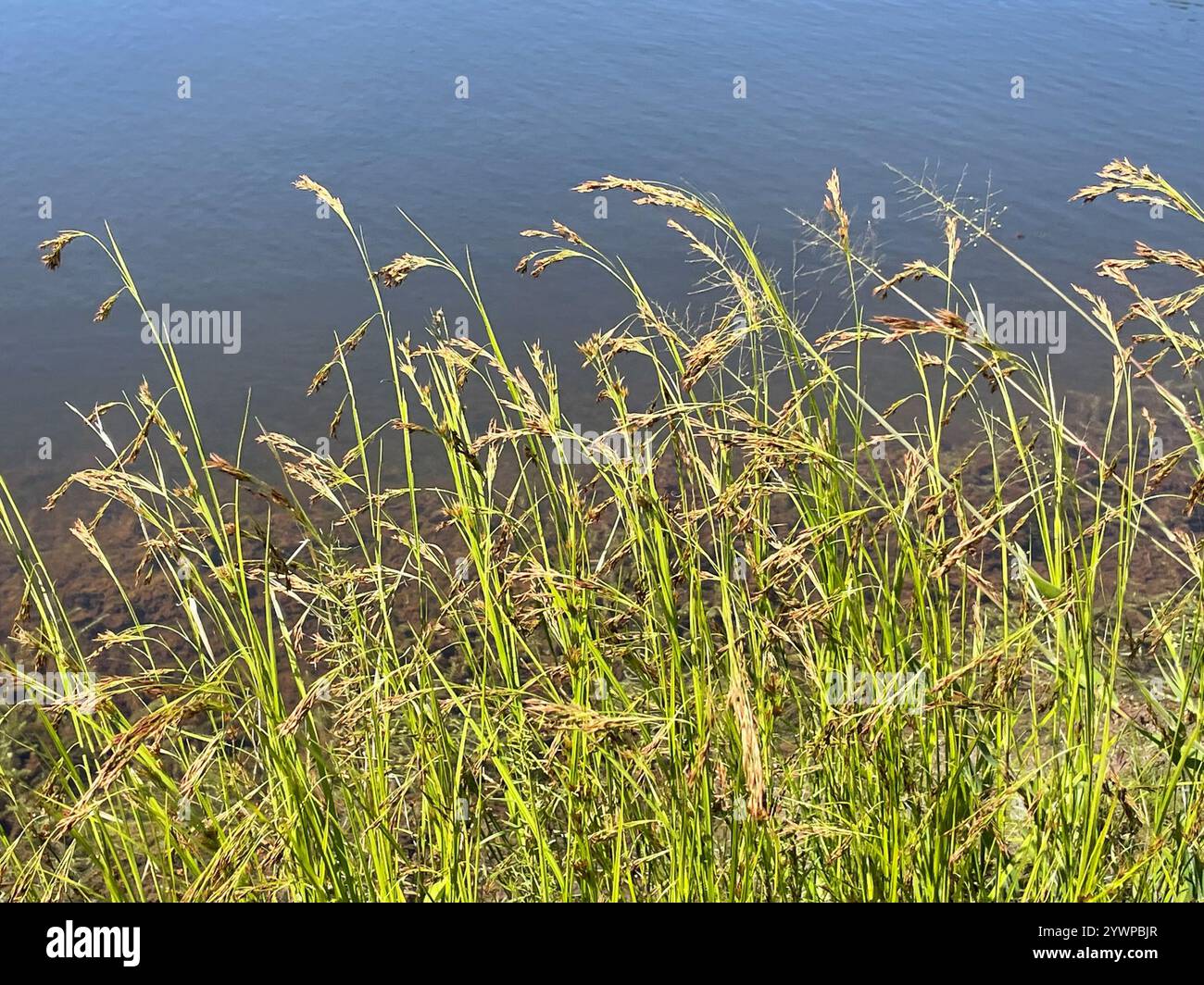 nodding beaksedge (Rhynchospora inexpansa Stock Photo - Alamy