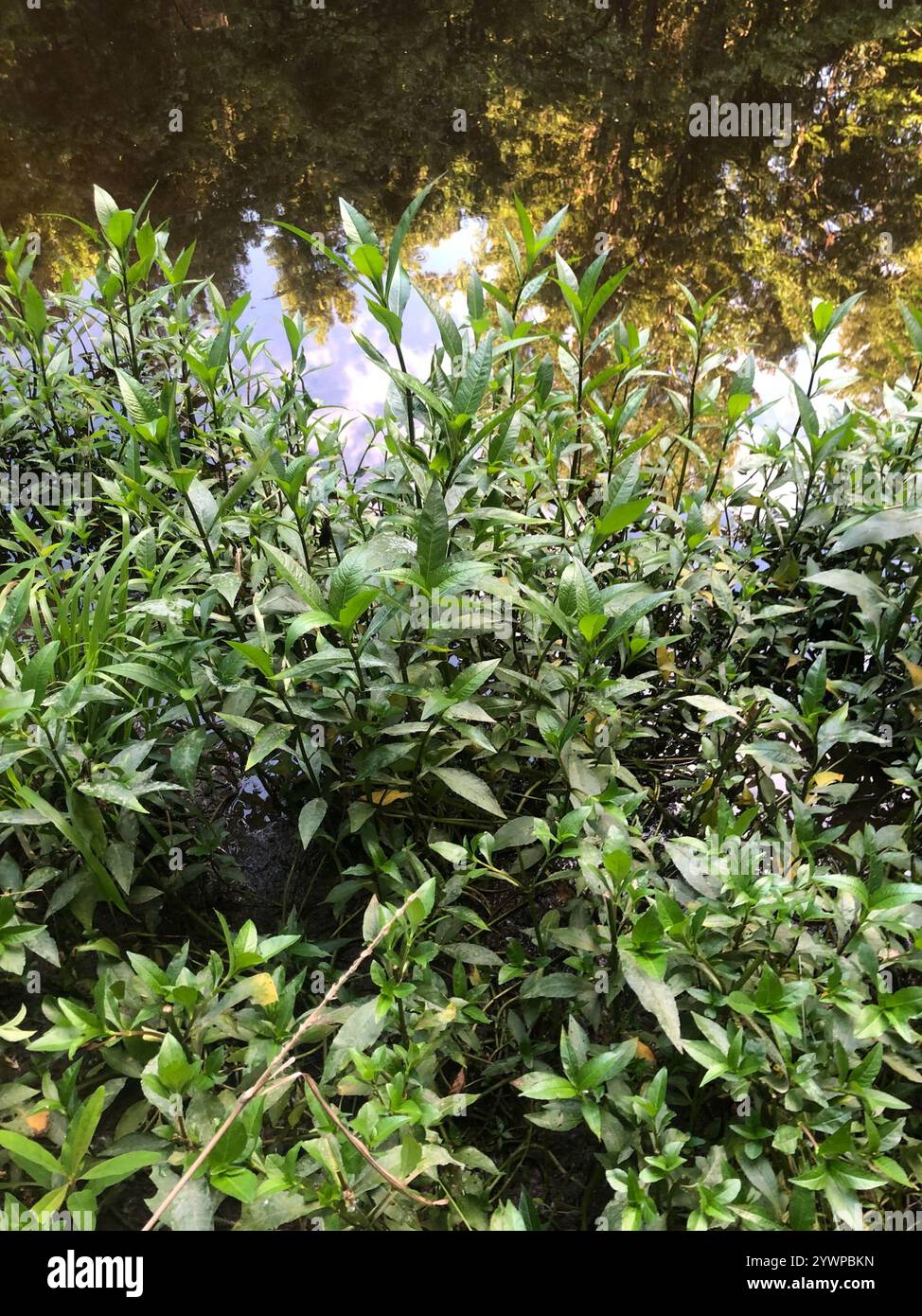 False fiddleleaf hi-res stock photography and images - Alamy