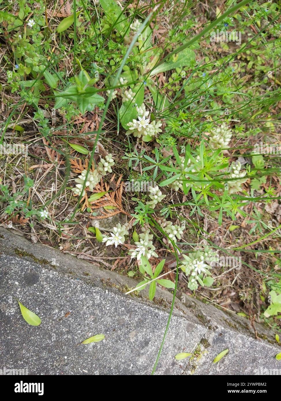 Spanish Stonecrop (Sedum hispanicum Stock Photo - Alamy