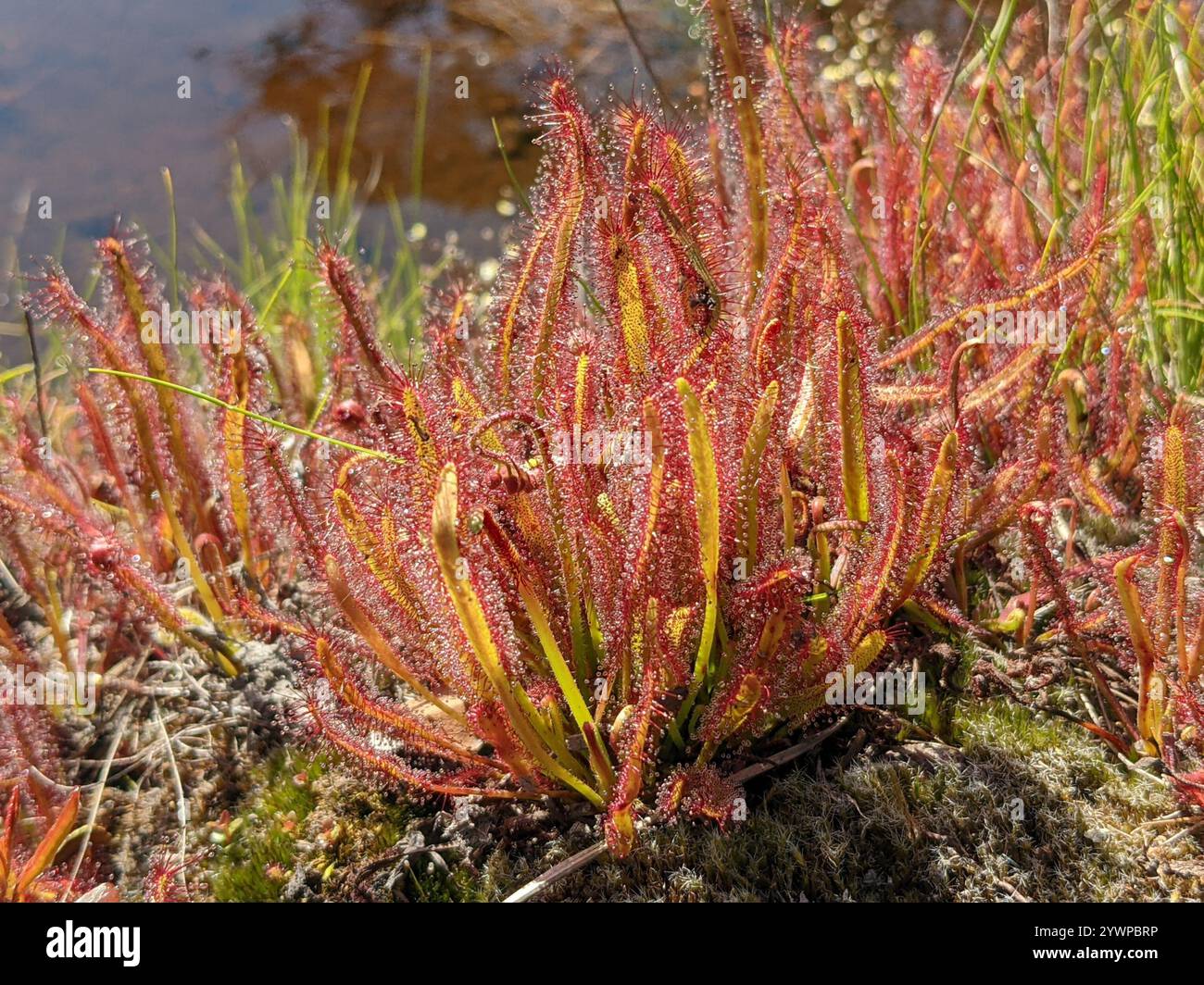 Cape Sundew (Drosera capensis Stock Photo - Alamy