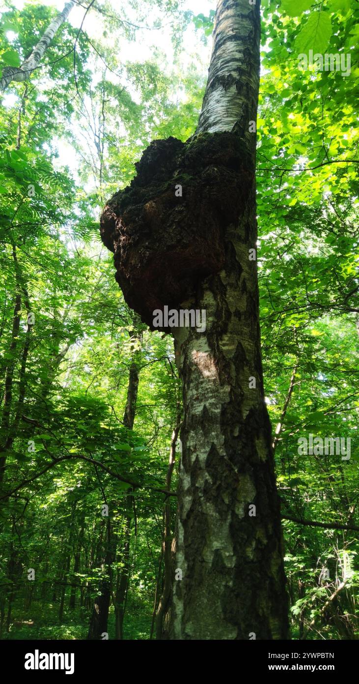 bacterial crown gall (Agrobacterium radiobacter Stock Photo - Alamy