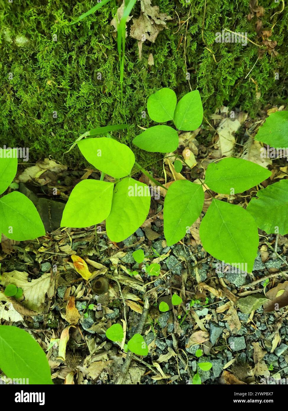 American hog-peanut (Amphicarpaea bracteata Stock Photo - Alamy