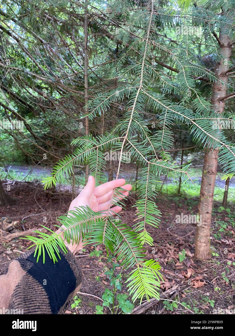 grand fir (Abies grandis Stock Photo - Alamy