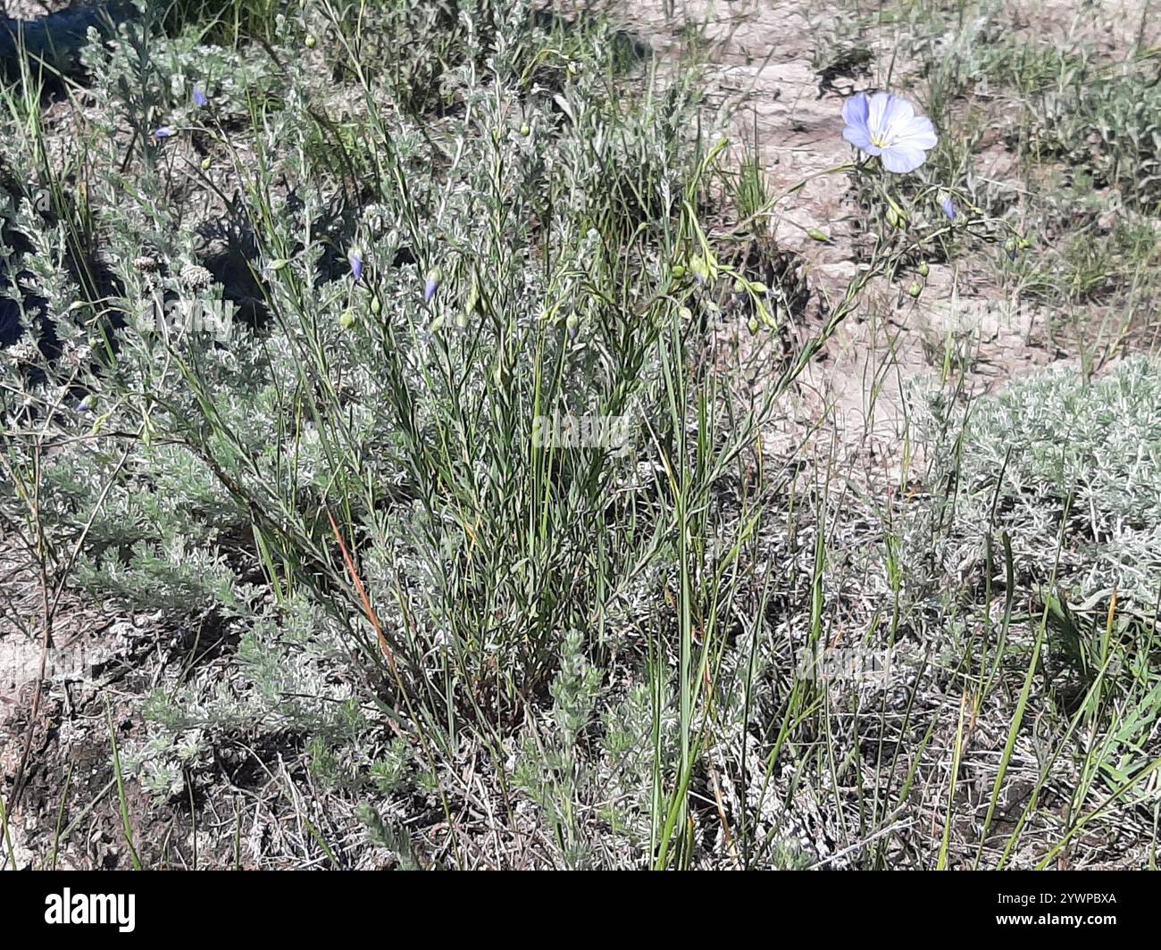 Lewis flax (Linum lewisii Stock Photo - Alamy