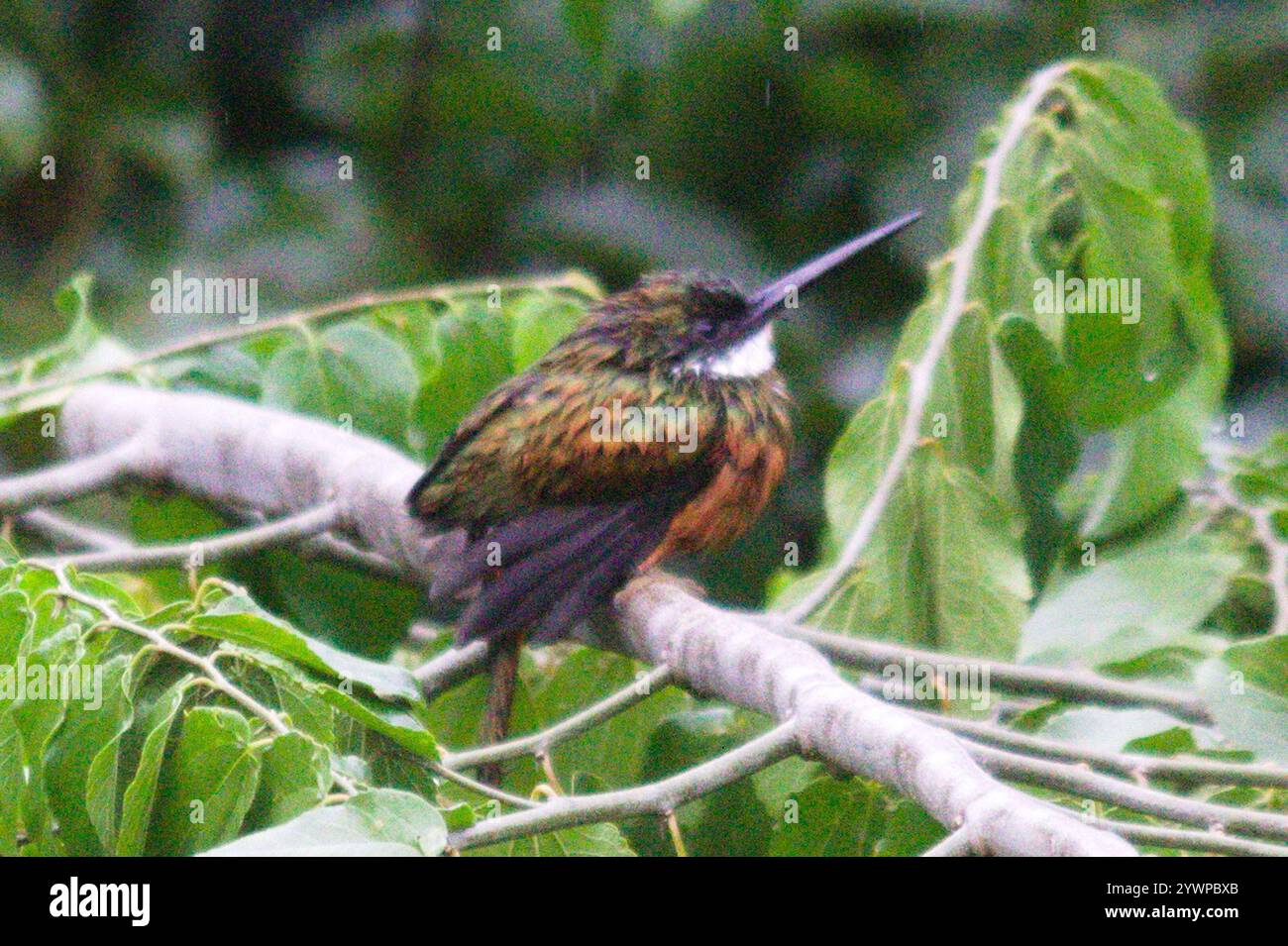 Rufous-tailed Jacamar (Galbula ruficauda Stock Photo - Alamy